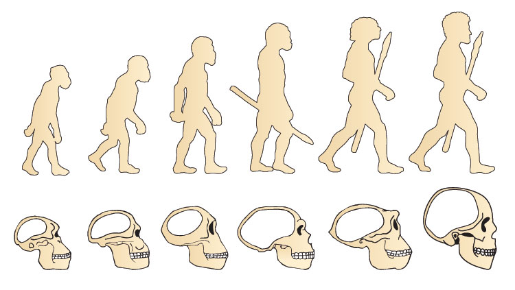 Brain Evolution: Searching for What Makes Us Human