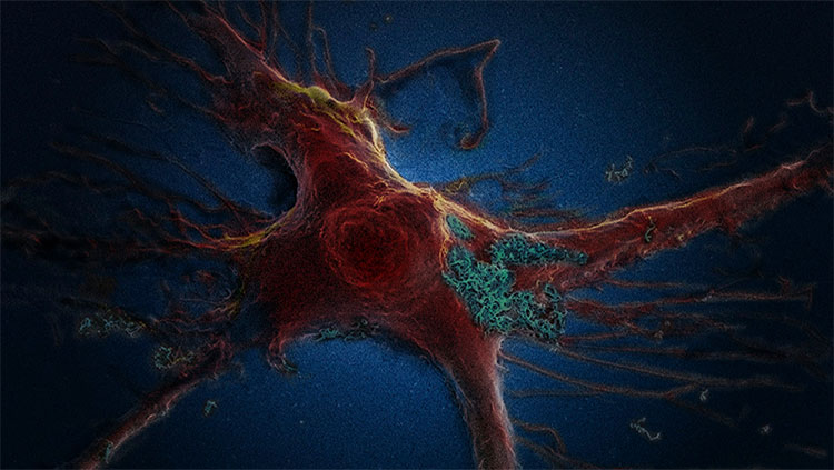 How Experience Shapes Your Brain