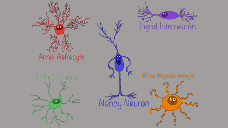 Brainy Cells and Brawny Cells, Both Built From Similar Stuff