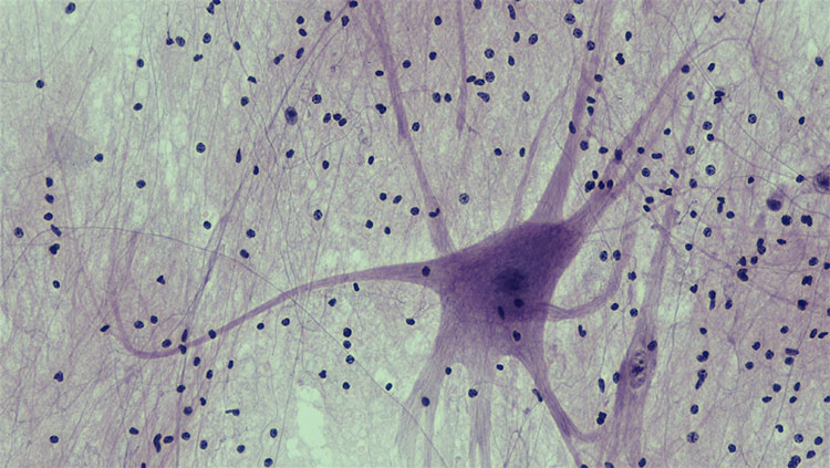 Real Neuron Cell