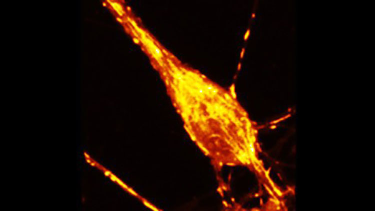Neurons Run on Calcium