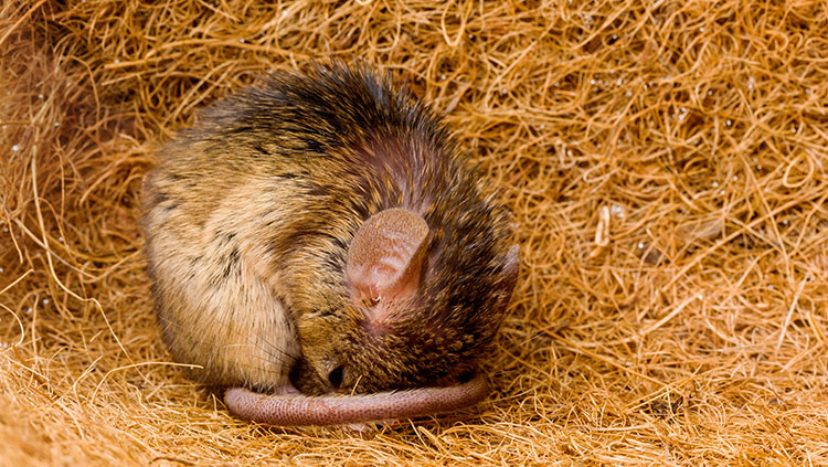 ICYMI: Researchers Find a Hibernation Switch in the Mouse Brain