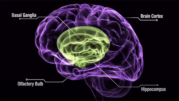 Art, Music, and the Brain: Biological Benefits of Making Music