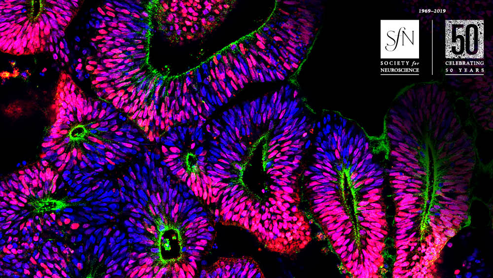 Society for Neuroscience - Zoom Backgrounds